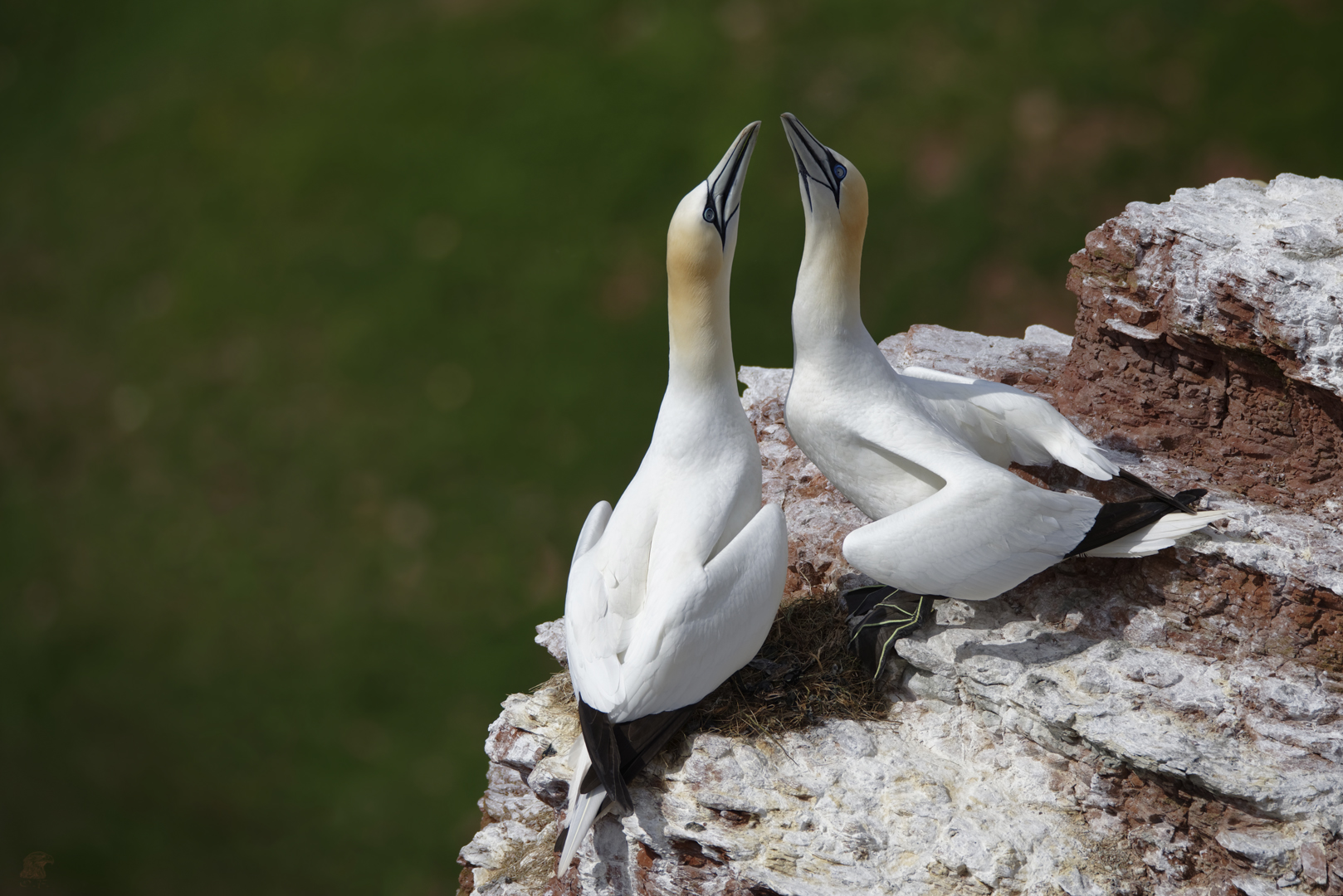 Basstölpelpärchen (Morus bassanus)... Foto & Bild | Bilder auf ...