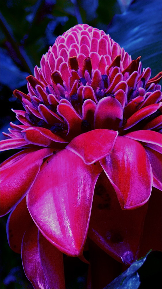 Bastón del emperador Imagen & Foto | plantas, flores, naturaleza Fotos ...