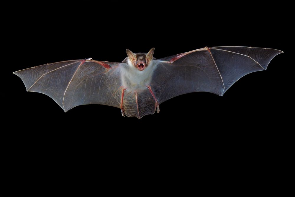 Bat Anatomy Foto & Bild | tiere, wildlife, säugetiere Bilder auf ...