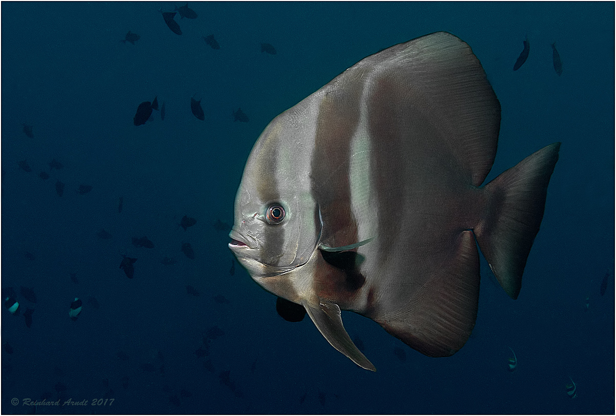 Batfish Foto & Bild | meer, natur, see Bilder auf fotocommunity