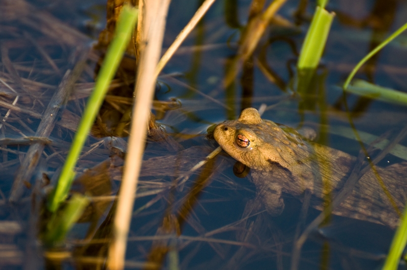 Batracien - photo et image | animaux, reptiles, amphibiens, nature ...