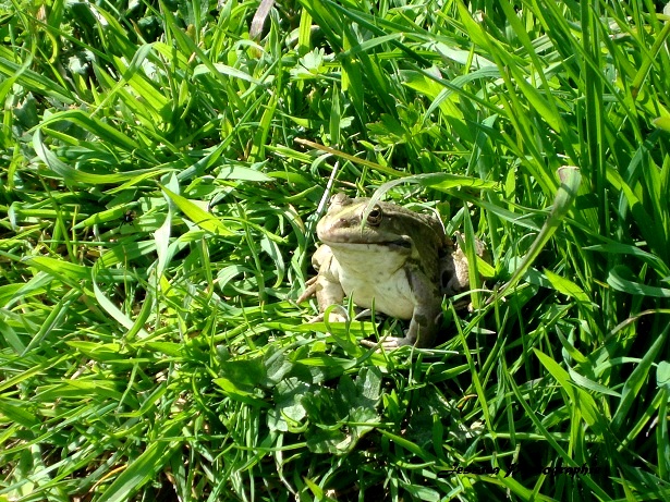 Batracien près de l'eau photo et image | animaux, animaux sauvages ...