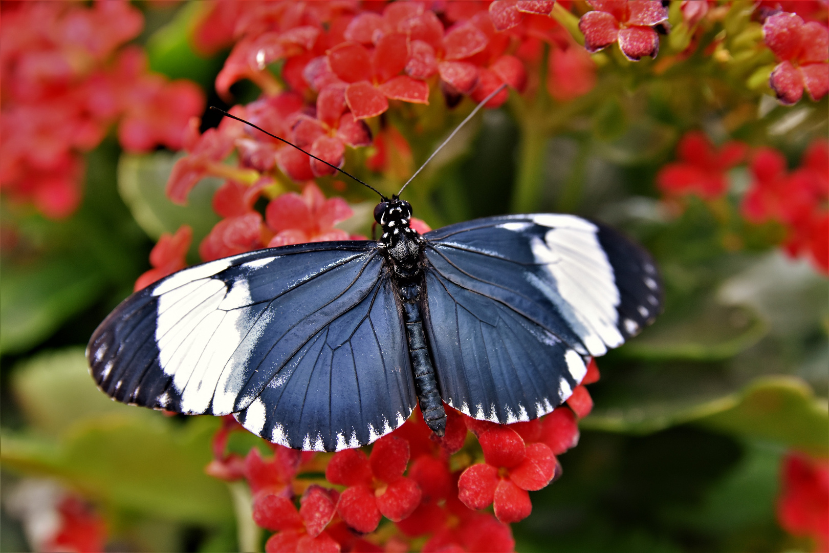 BATterfly photo et image | france, nature, macro Images fotocommunity