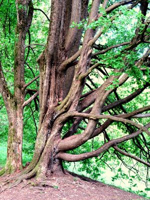 Jahreszeiten Bilder & Fotos - Vier Jahreszeiten