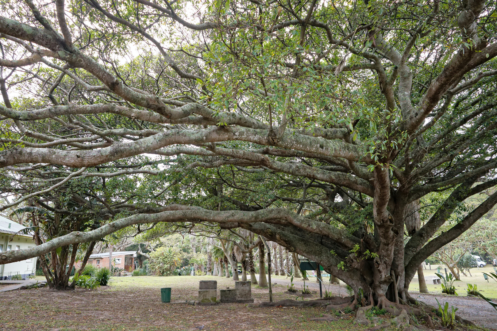 Baum Foto & Bild | africa, southern africa, south africa Bilder auf ...