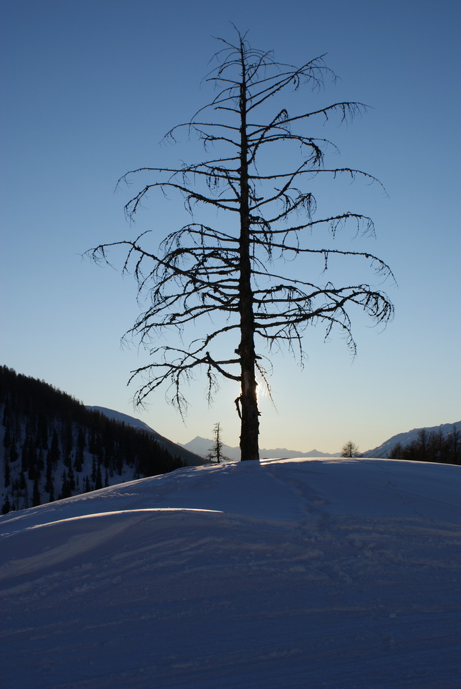 Baum Foto & Bild | landschaft, wald, natur Bilder auf fotocommunity