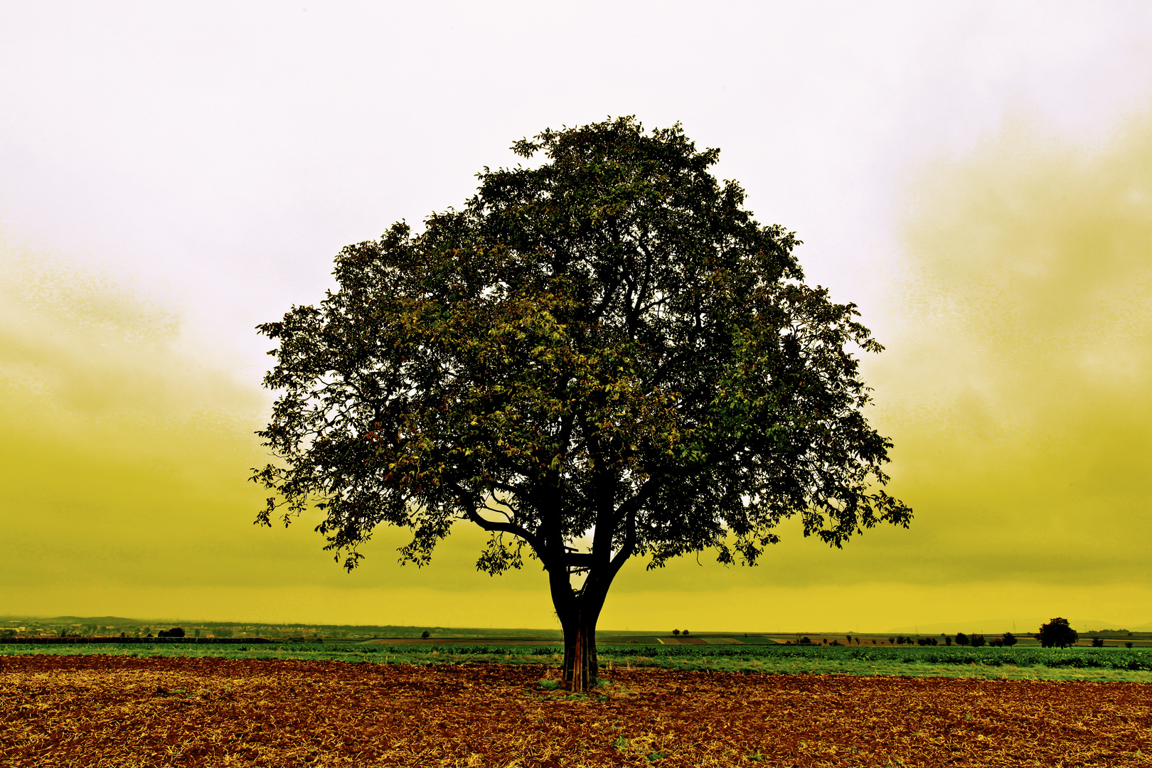baum Foto & Bild | landschaft, heide, natur Bilder auf fotocommunity