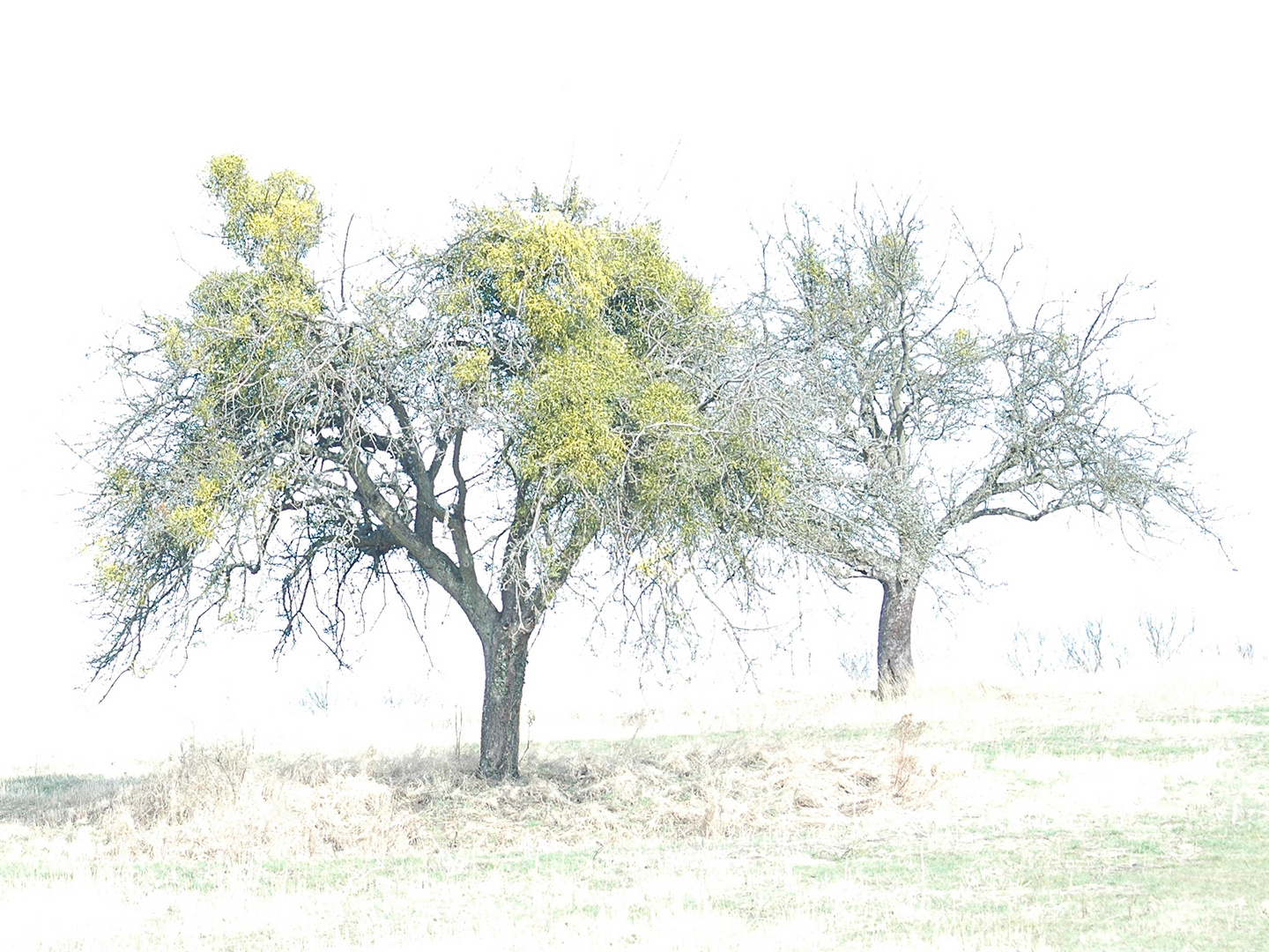 Baum Foto And Bild Landschaft Lebensräume Baum Bilder Auf Fotocommunity