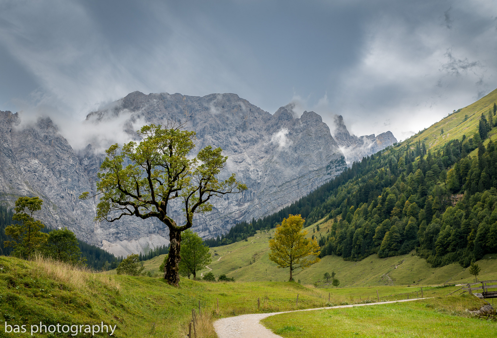 Baum Foto & Bild | pflanzen, pilze & flechten, landschaft, bäume Bilder ...