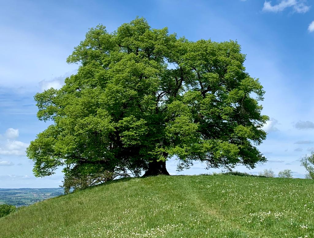 Baum Foto & Bild | natur, 14.05.2021 Bilder auf fotocommunity