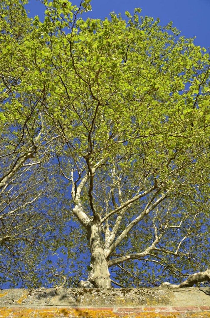 Baum Foto & Bild | europe, france, midi-pyrénées Bilder auf fotocommunity