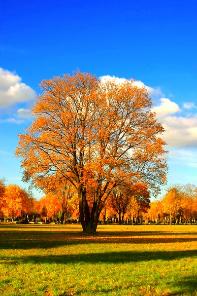 Baum Foto & Bild | landschaft, natur Bilder auf fotocommunity