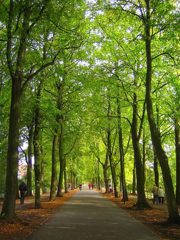 Baum-Allee Foto & Bild | landschaft, alleen, natur Bilder auf fotocommunity