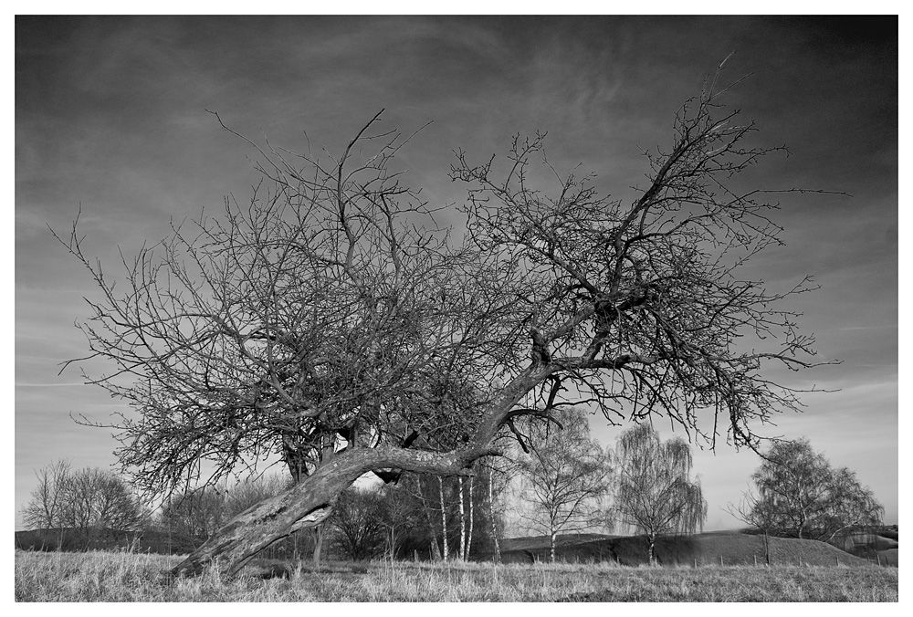 Baum am Straßenrand Foto & Bild | deutschland, europe, rheinland-pfalz ...