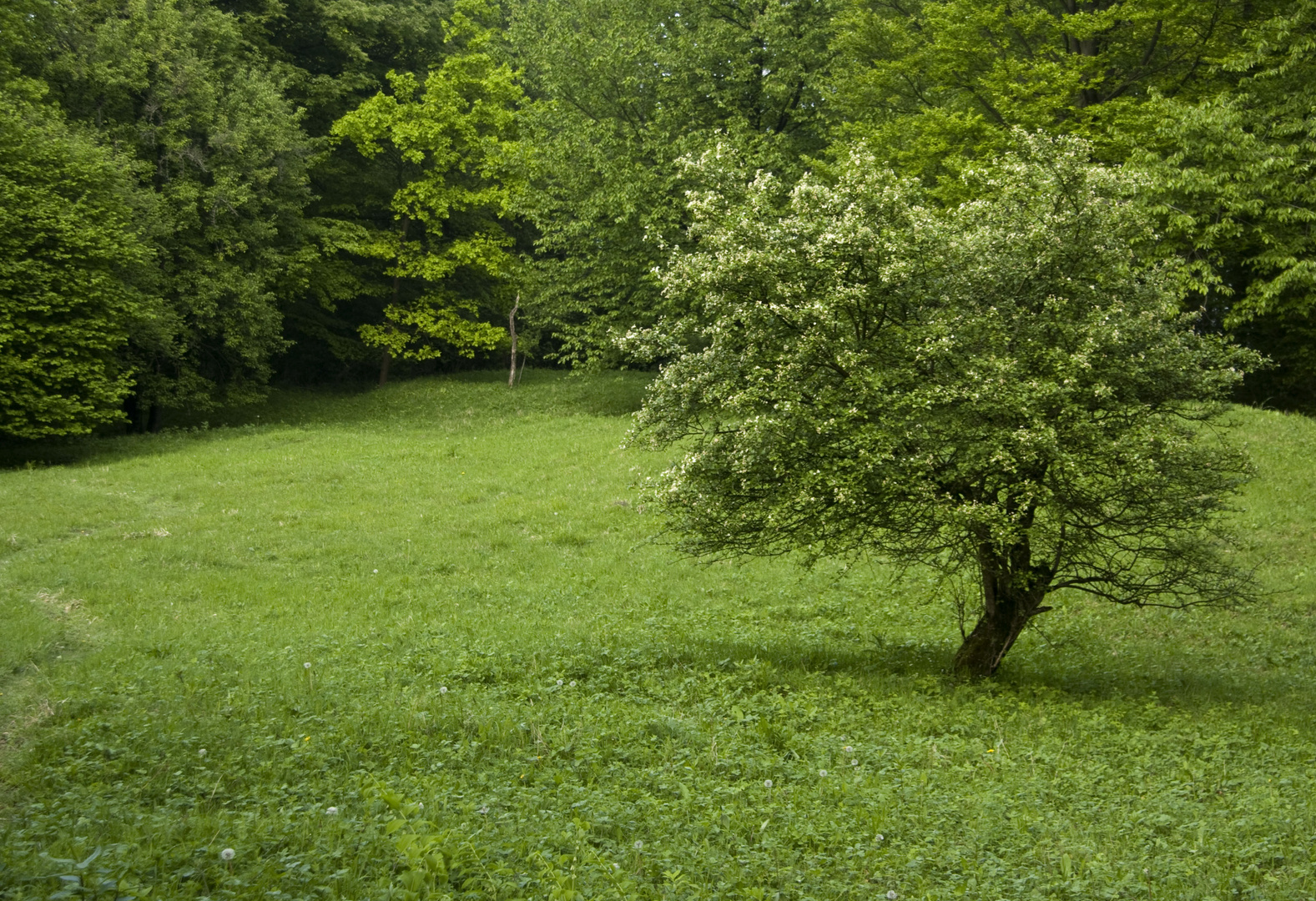 Baum auf dem Mackenberg in Oelde/Sünninghausen Foto & Bild | pflanzen ...