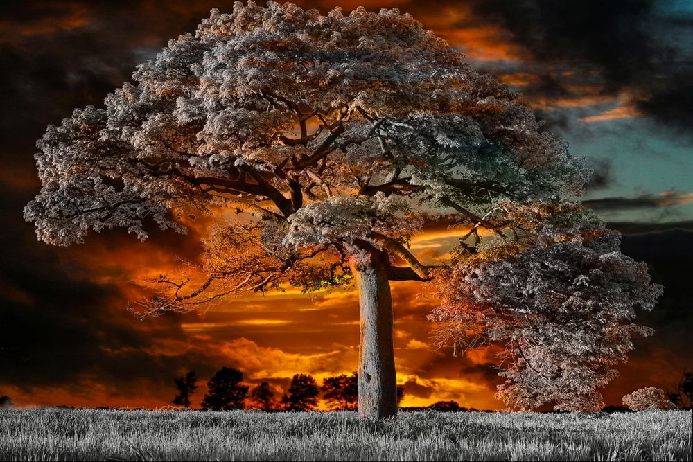 Baum bei Sonnenuntergang Foto & Bild | fotomontage, composing , sonnenuntergang Bilder auf ...