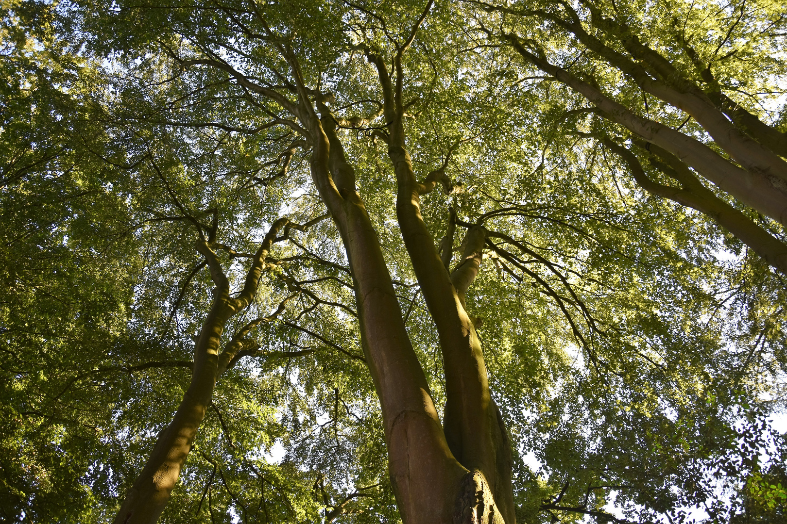 Baum Foto & Bild | baum, bremen, schwachhausen Bilder auf fotocommunity