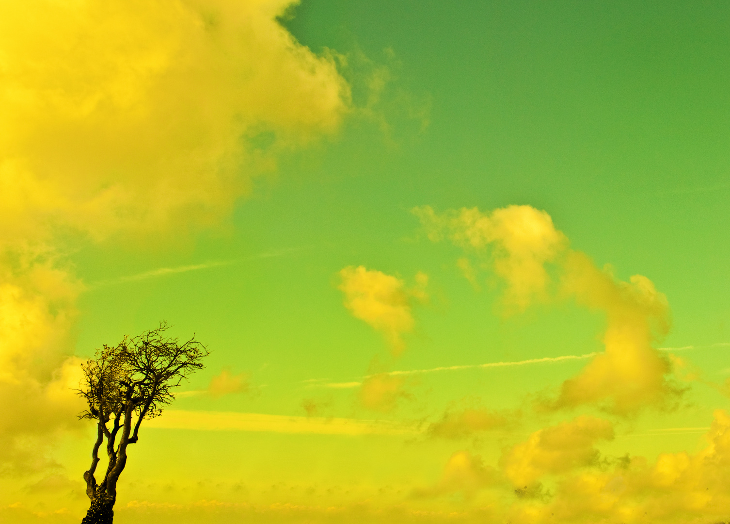 Baum Foto & Bild | natur-kreativ, aufnahmetechniken, natur fine art ...