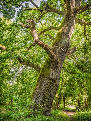 Einzelbäume Bilder & Fotos