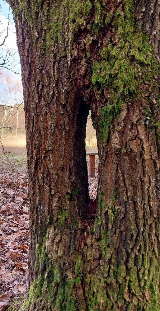 Baum-Durchblick Foto & Bild | projekte, 4 - donnerstag mit durchblick, thementage Bilder auf ...