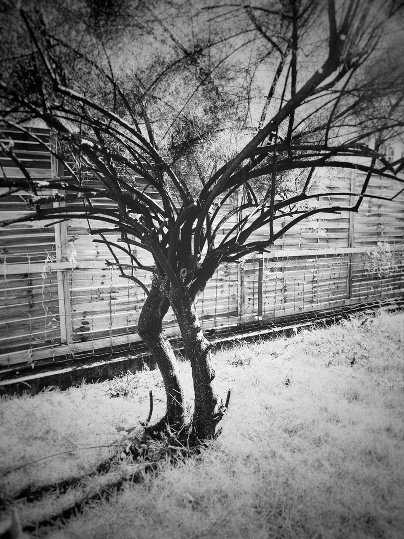 baum geht weg Foto & Bild | usertreffen+veranstaltungen, fc-workshops ...