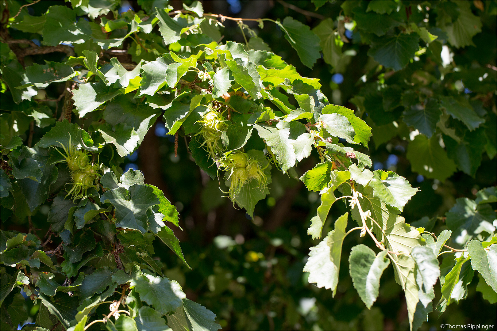 Baum-Hasel (Corylus colurna) Foto & Bild | pflanzen, pilze & flechten ...