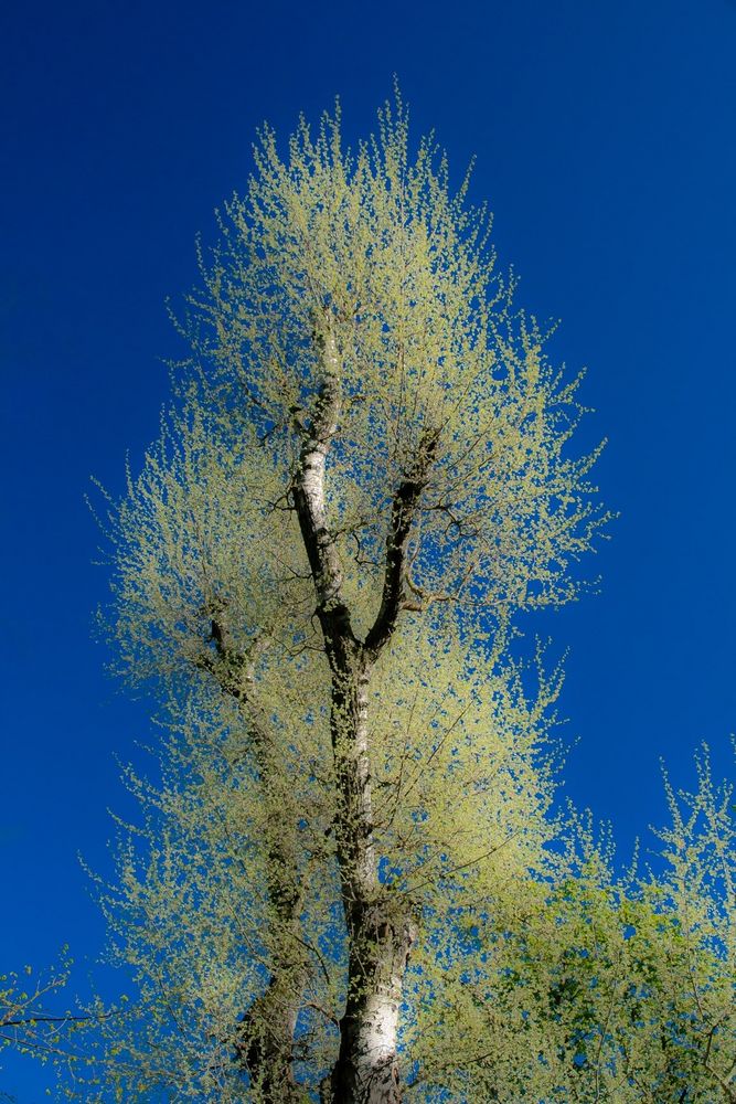 Baum II Foto & Bild | natur, baum, frühling Bilder auf fotocommunity