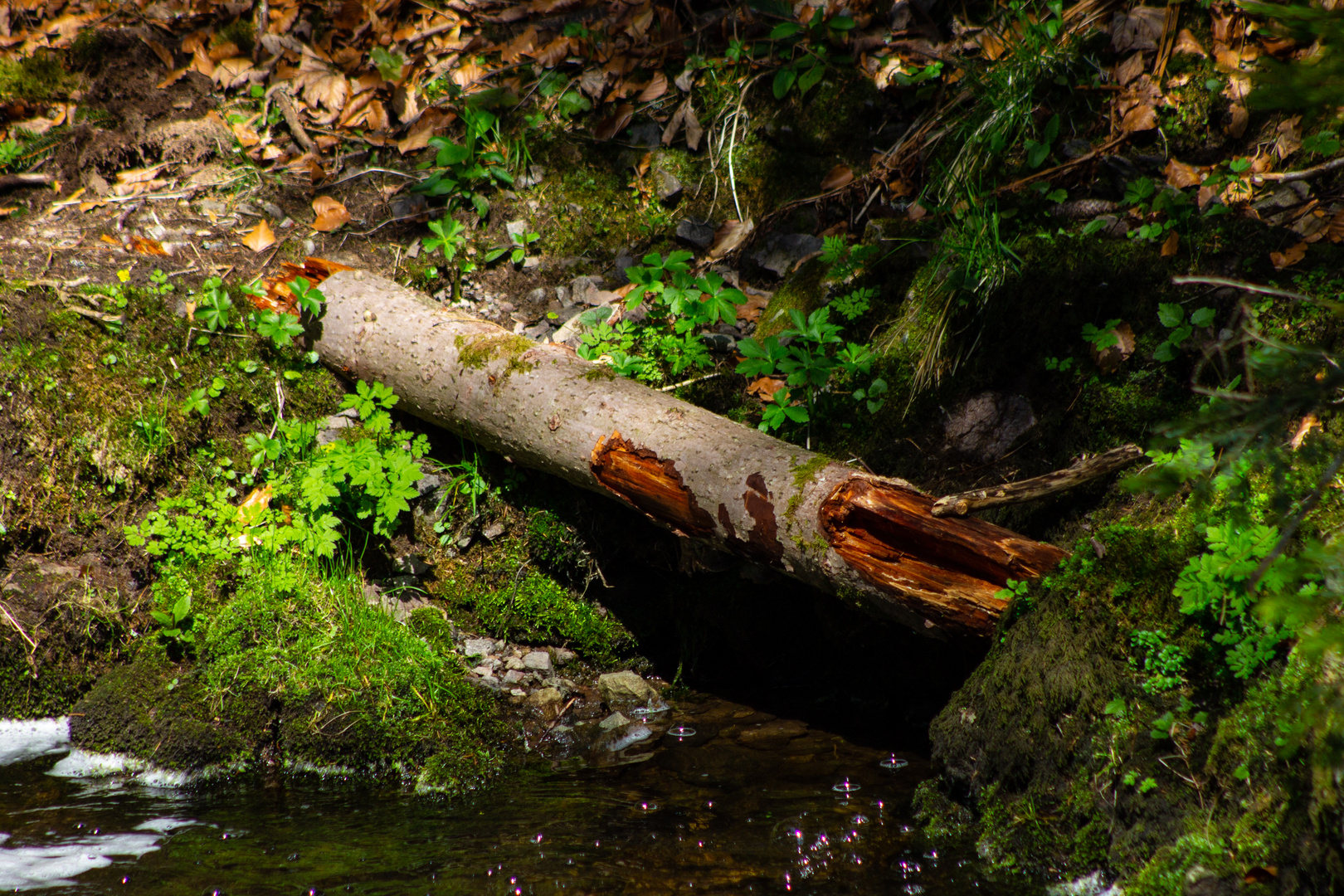 Baum im Bach Foto & Bild | landschaft, bach, fluss & see, bachläufe ...