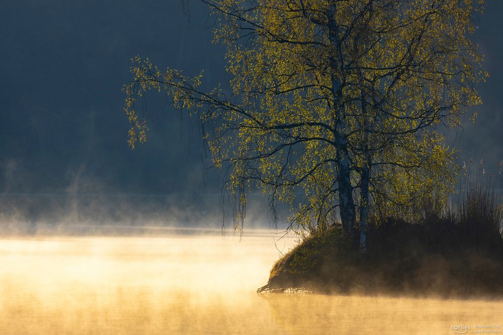 Baum im Licht Foto & Bild | deutschland, europe, bayern Bilder auf fotocommunity