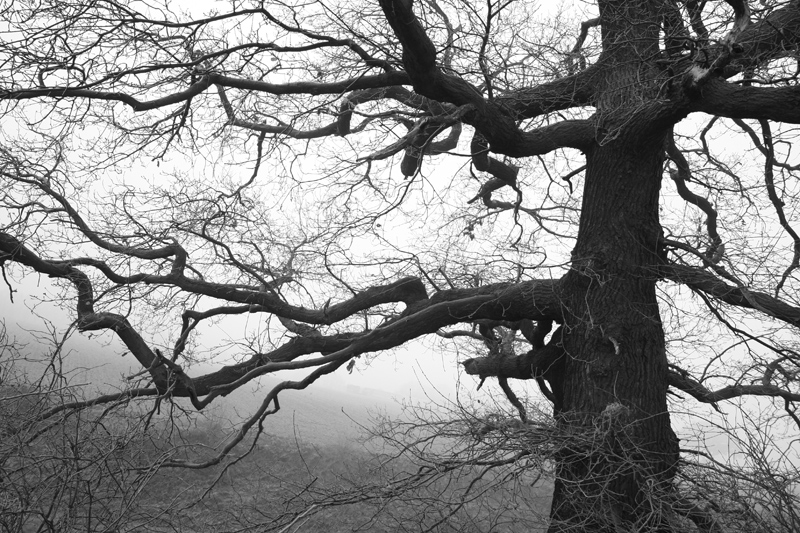 Baum im Nebel Foto & Bild | landschaft, wald, landschaften Bilder auf ... Baum im Nebel Foto & Bild | landschaft, wald, landschaften Bilder auf ...