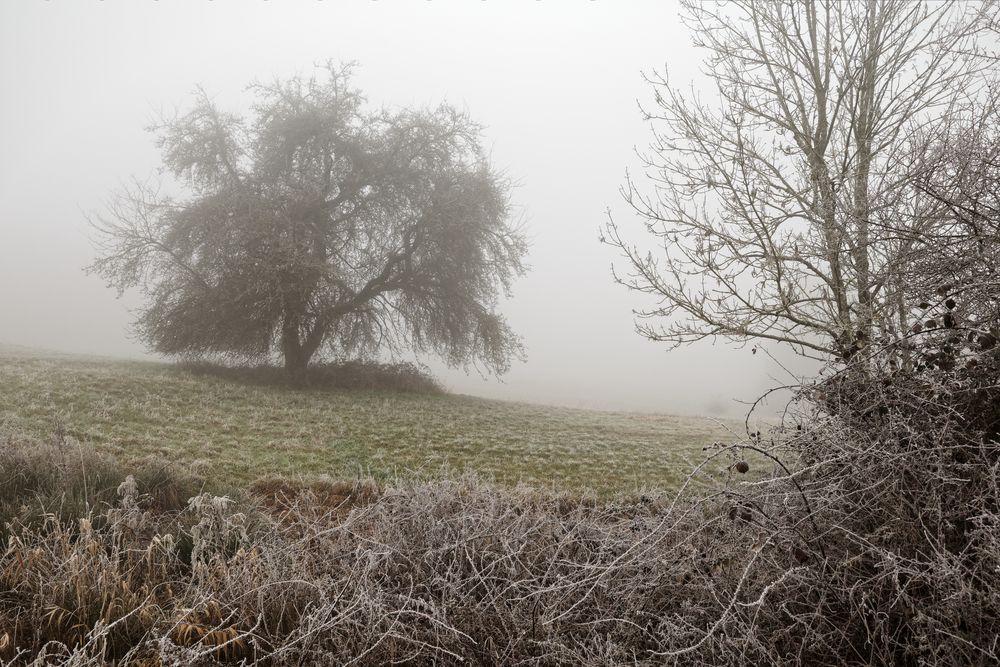 Baum im Nebel Foto & Bild | bäume, winter, baum Bilder auf fotocommunity Baum im Nebel Foto & Bild | bäume, winter, baum Bilder auf fotocommunity