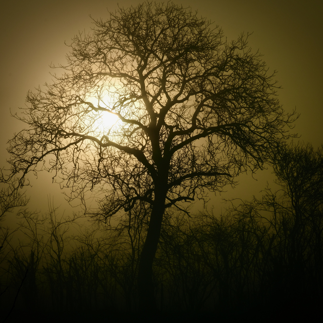 Baum im Nebel Foto & Bild | natur, landschaft, pflanzen Bilder auf ... Baum im Nebel Foto & Bild | natur, landschaft, pflanzen Bilder auf ...