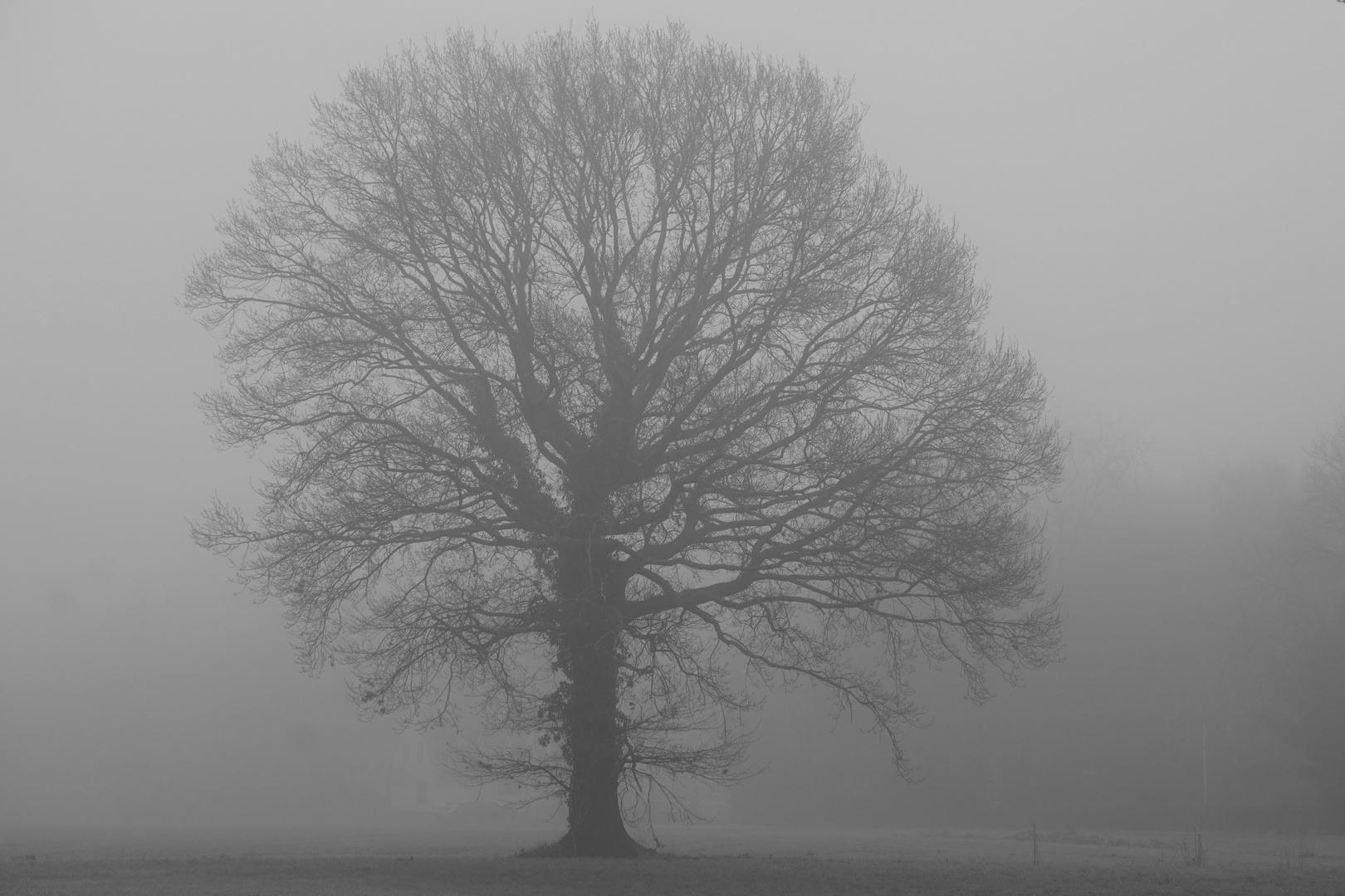 Baum im Nebel Foto & Bild | natur, wetter, nebelstimmungen Bilder auf ...
