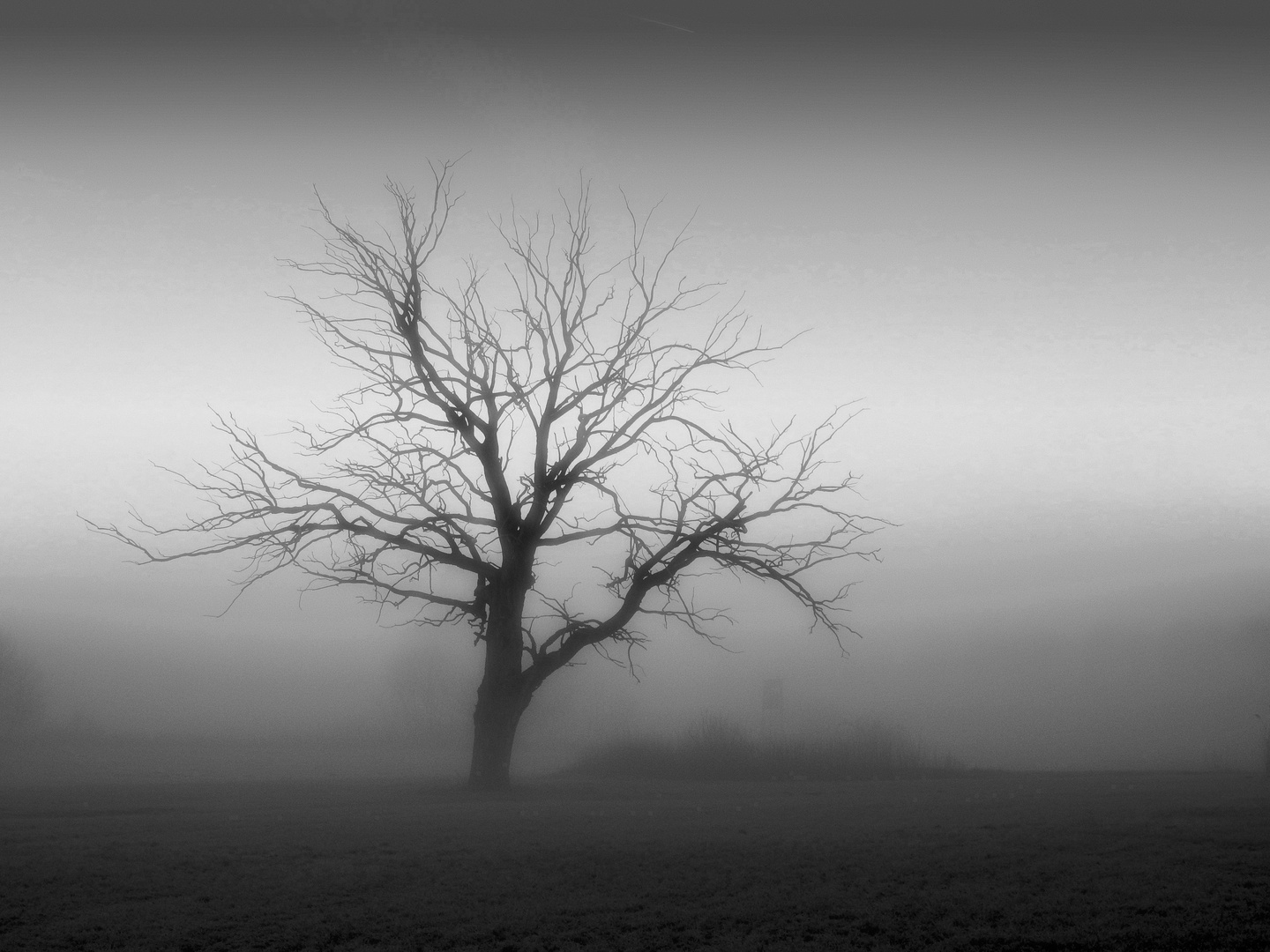 Baum im Nebel Foto & Bild | anfängerecke - nachgefragt, natur Bilder ... Baum im Nebel Foto & Bild | anfängerecke - nachgefragt, natur Bilder ...