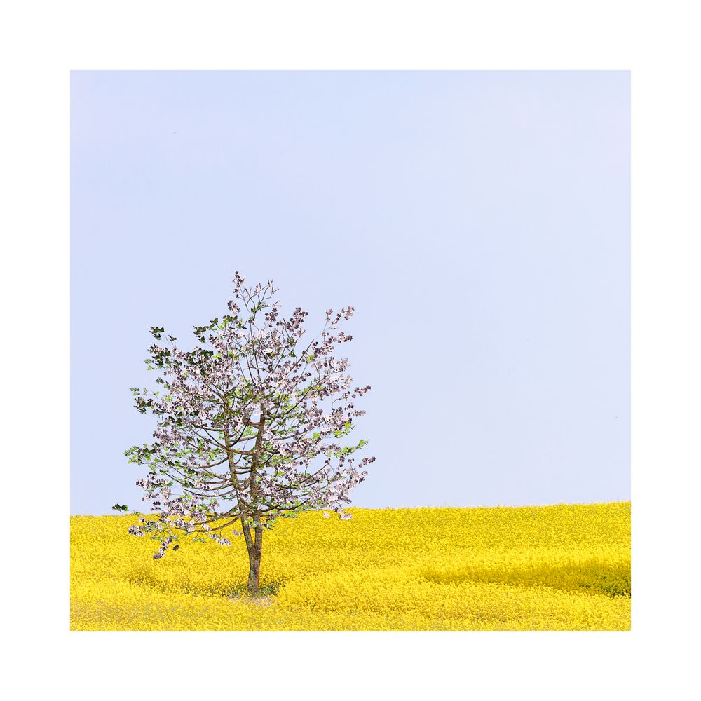 Baum im Raps Foto & Bild | fotokunst, color fine art, hinein in die ...