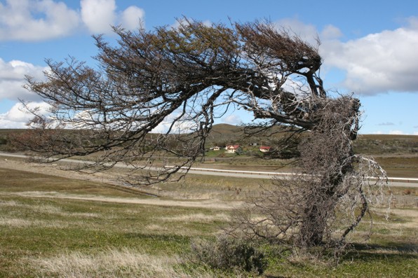 Baum im Wind Foto & Bild | pflanzen, pilze & flechten, bäume, natur ...