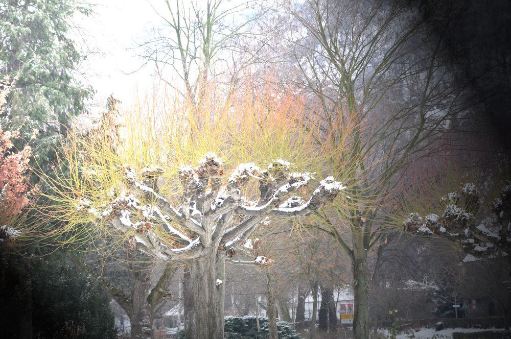 Baum im Winter Foto & Bild | jahreszeiten, winter, oliver fotos Bilder auf fotocommunity