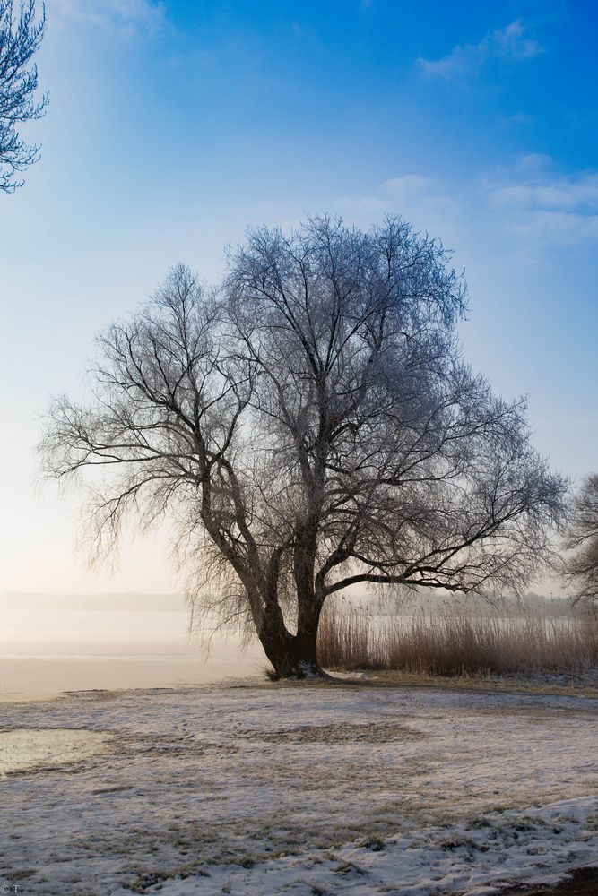 Baum im Winter 2017 Foto & Bild | natur, anfängerecke - nachgefragt ...