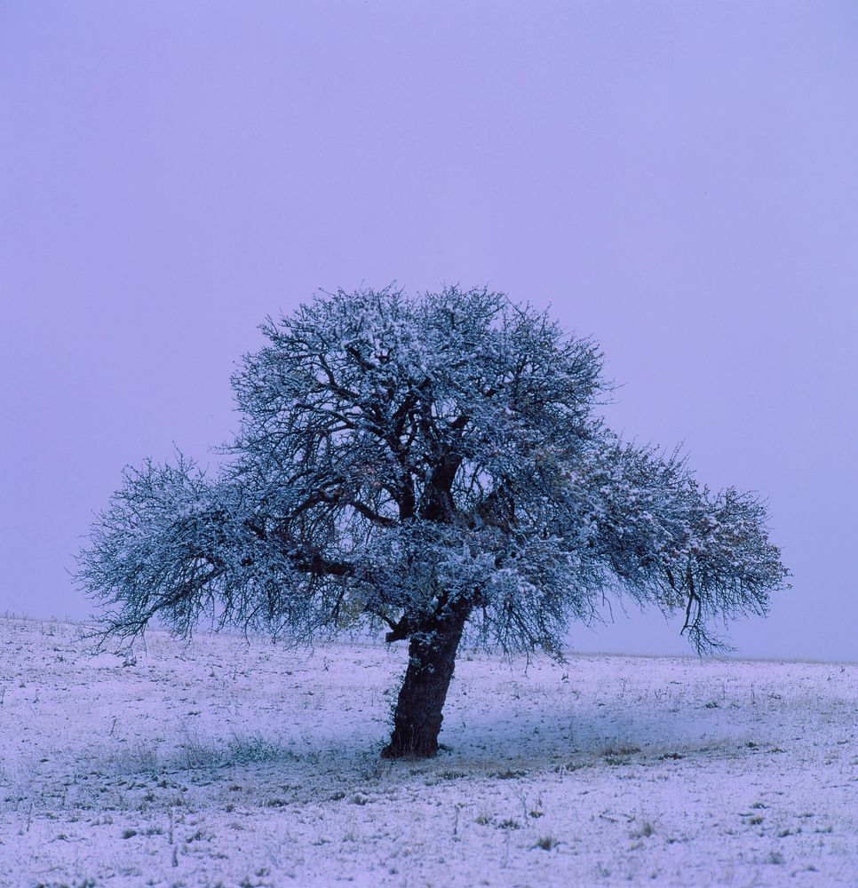 Baum im Winter Foto & Bild | jahreszeiten, winter, natur Bilder auf ...