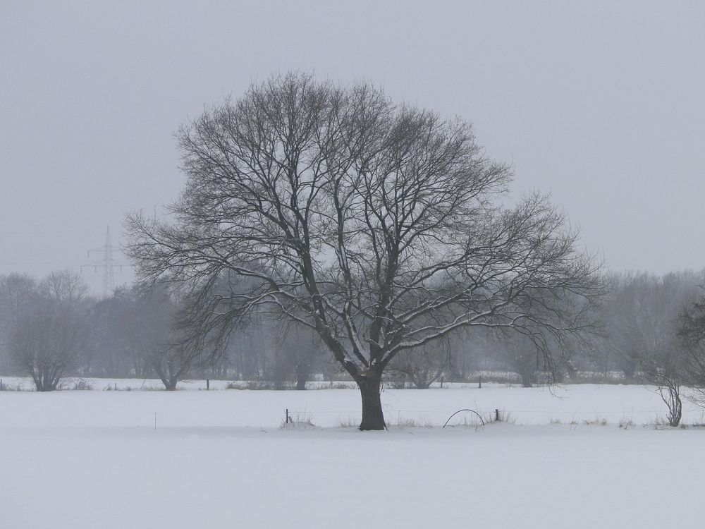 Baum im Winter Foto & Bild | landschaft, Äcker, felder & wiesen, natur ...