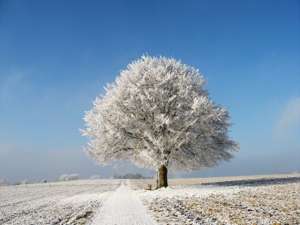 Baum im Winter Foto & Bild | jahreszeiten, winter, natur Bilder auf fotocommunity