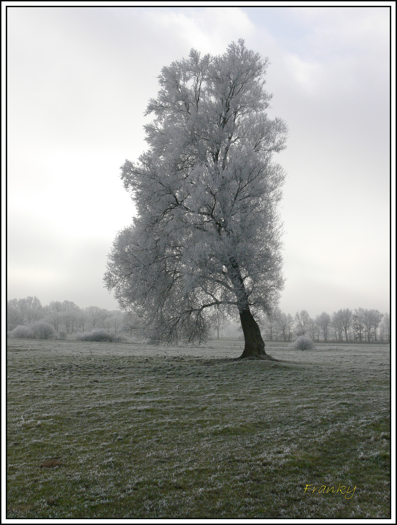 Baum im Winter Foto & Bild | landschaft, wald, natur Bilder auf ...
