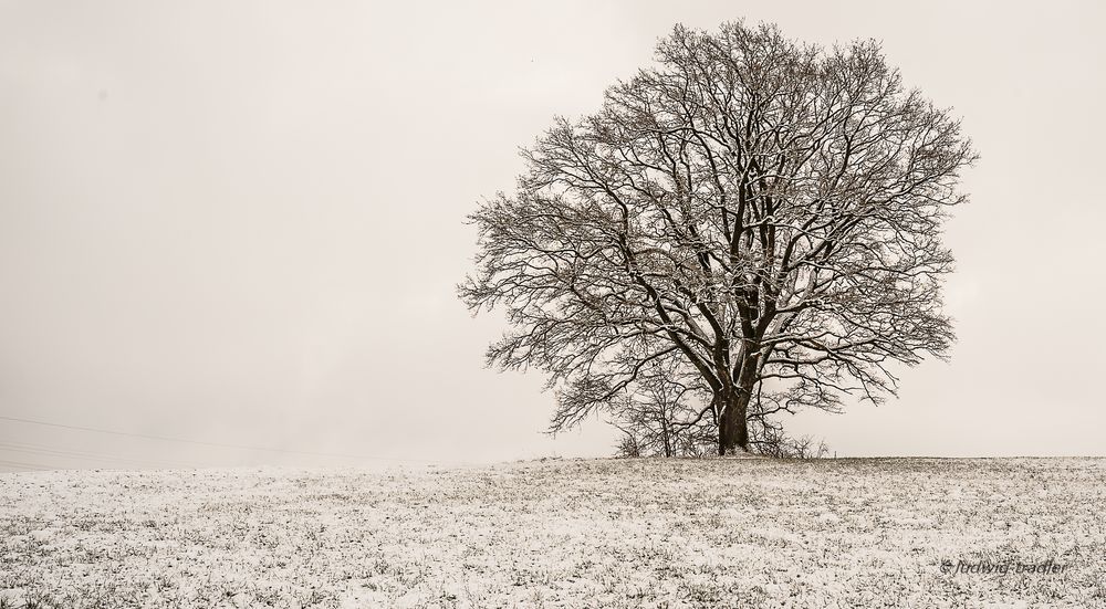 Baum im Winter Foto & Bild | jahreszeiten, winter, baum Bilder auf ...