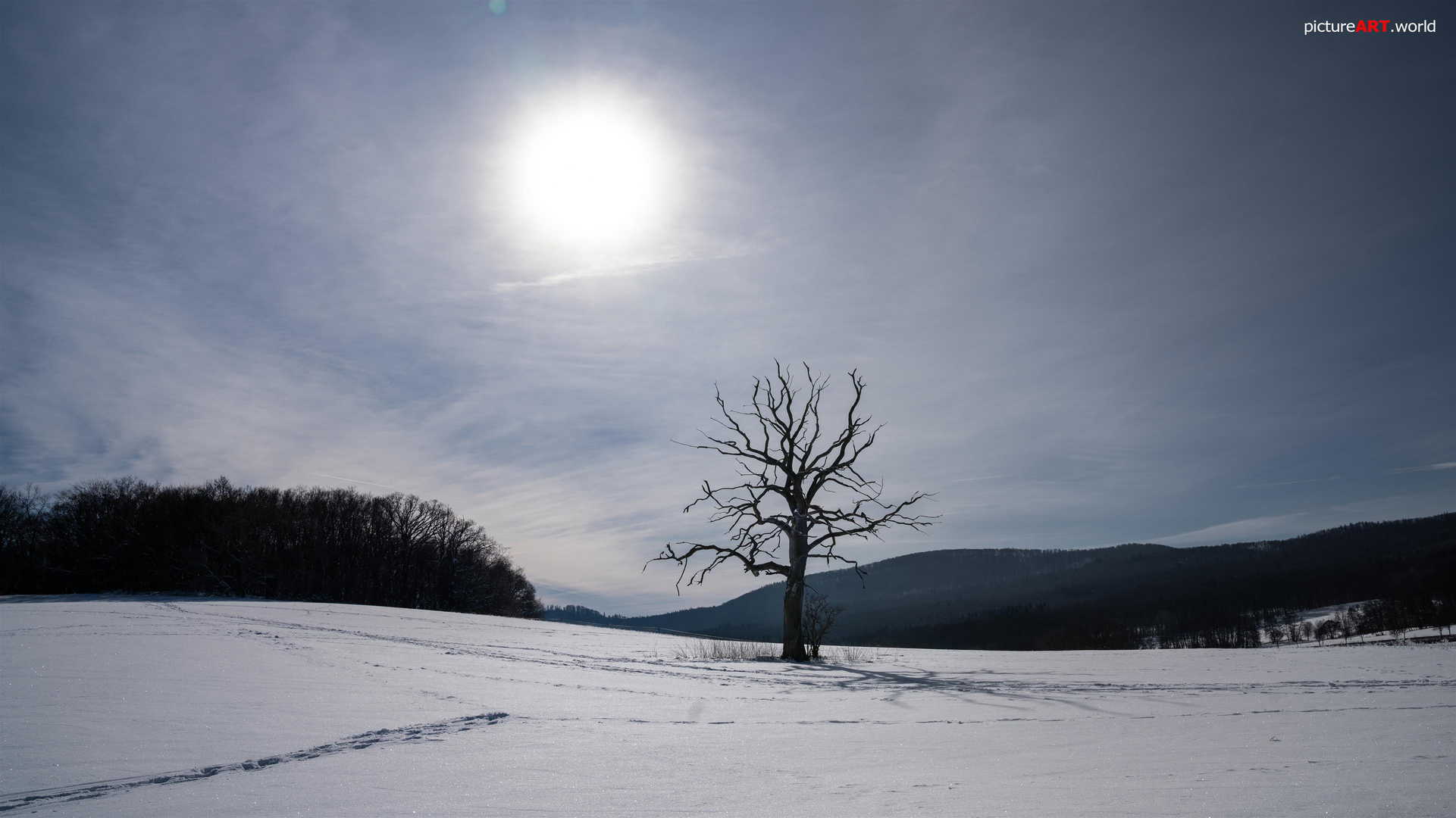 Baum im Winter Foto & Bild | blue, snow, wald Bilder auf fotocommunity