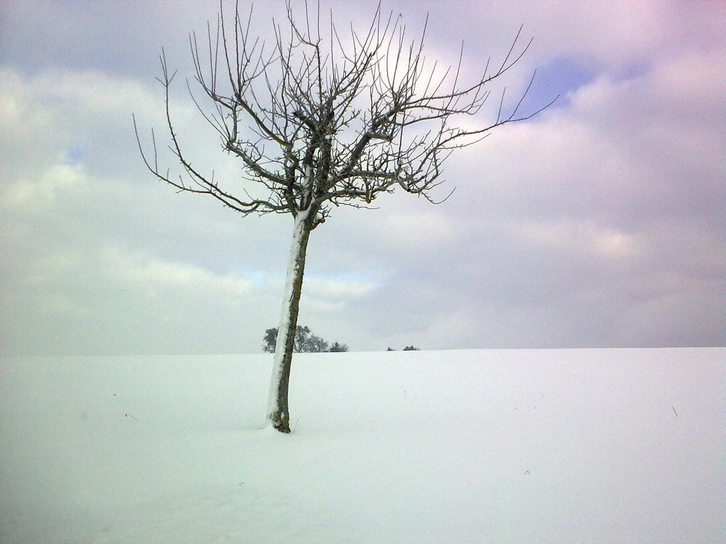Baum im Winter Foto & Bild | jahreszeiten, winter, natur Bilder auf ...