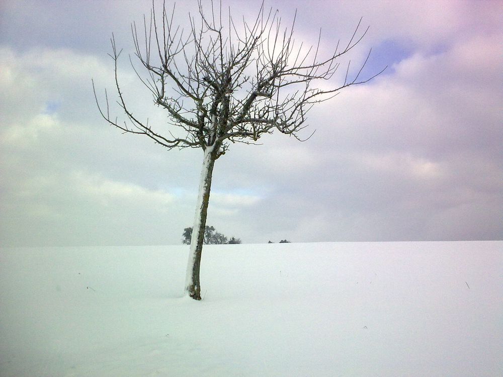 Baum im Winter Foto & Bild | jahreszeiten, winter, natur Bilder auf ...