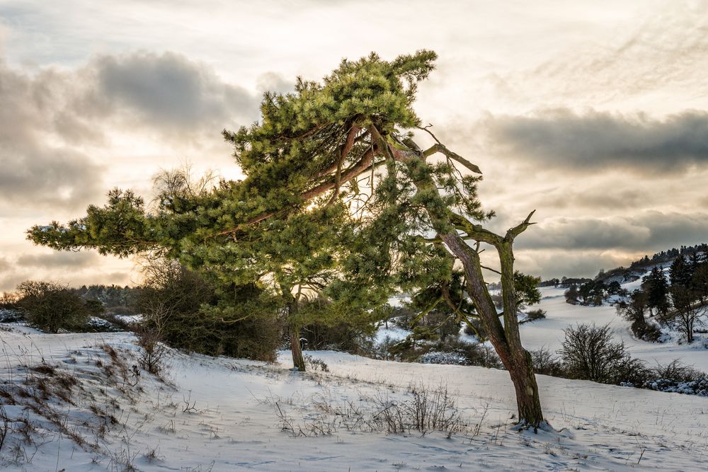 Baum im Winter II Foto & Bild | stadt land fluss, winter, natur Bilder ...