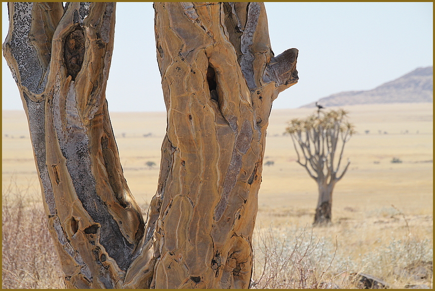 BAUM in der Savanne ... in Namibia Foto & Bild | africa, southern ...