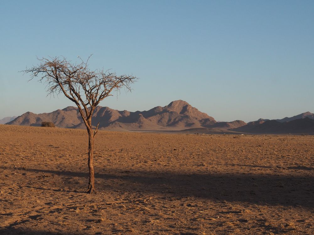 Baum in der Wüste Foto & Bild | africa, southern africa, namibia Bilder ...