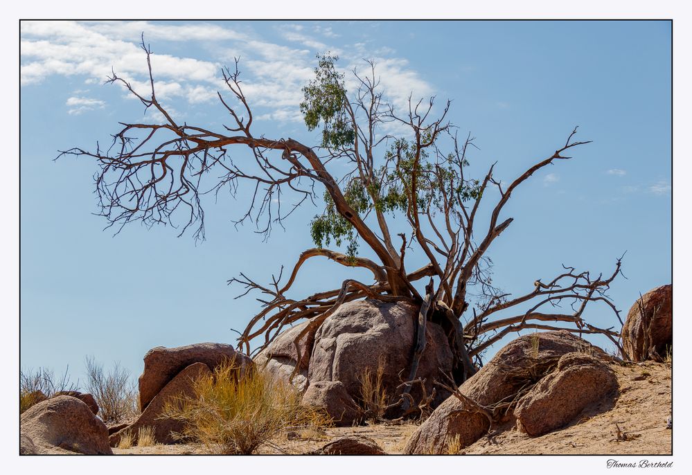 Baum in der Wüste Foto & Bild | africa, southern africa, namibia Bilder ...